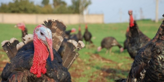 Hayvan Sevgisi Hindi Çiftliği Kurdurttu